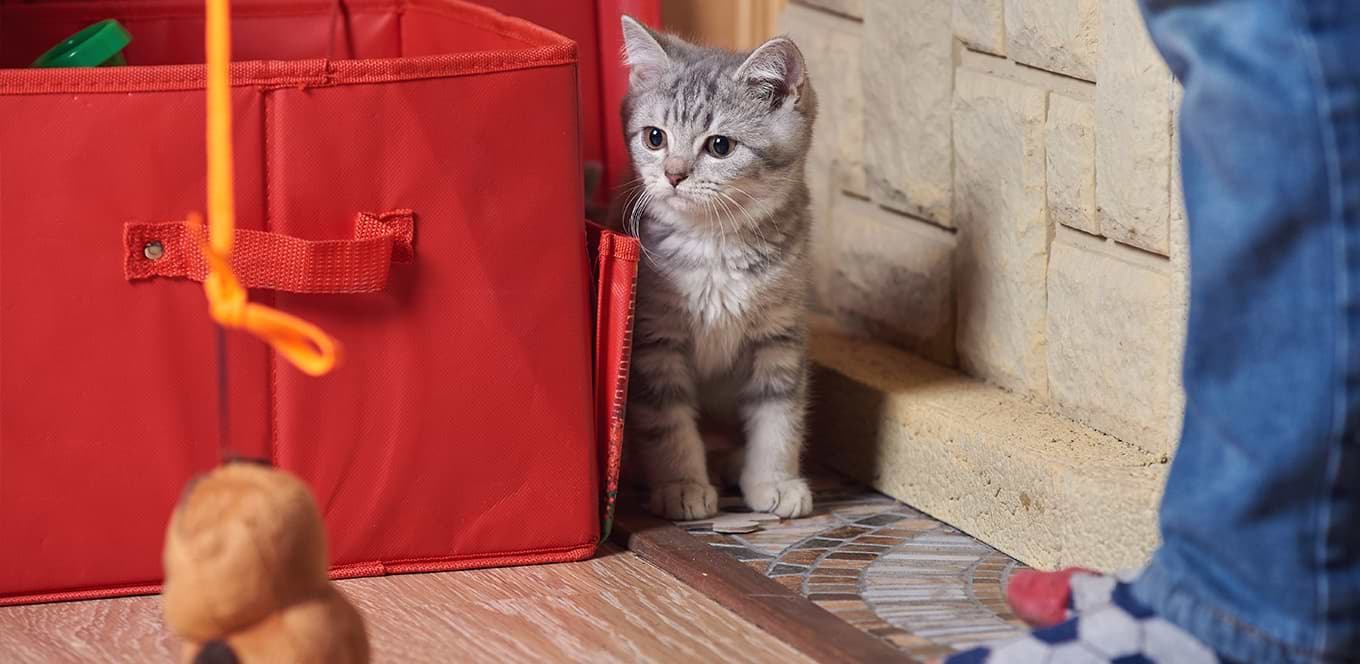 How to Create an Enriching Environment for Your Kitten