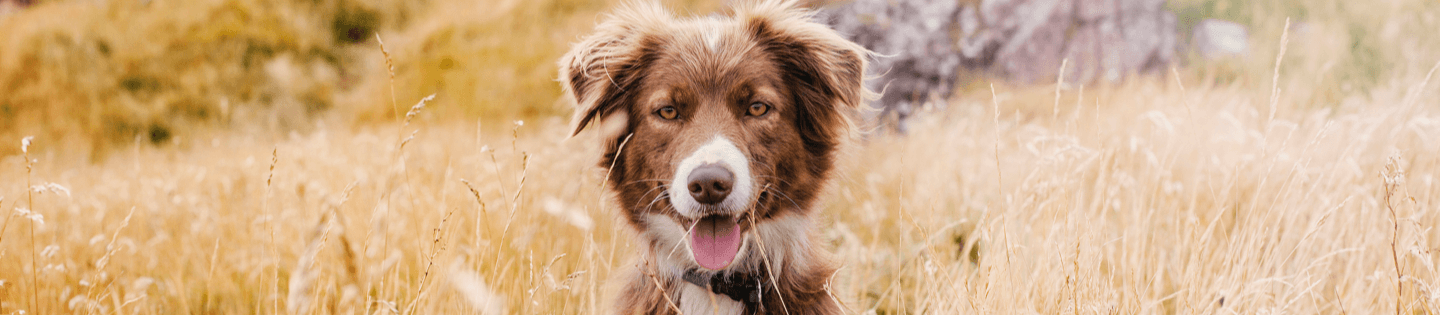 Dog Care Tips, Information, And Articles | IAMS™