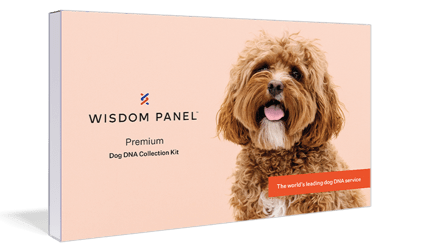 IAMS™ Pet Food + Wisdom Panel™ DNA test for Cats & Dogs