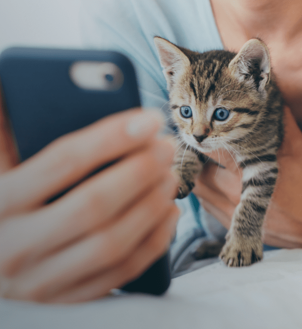 PETconnect Chat — Free Live Chat with Pet Experts | IAMS™