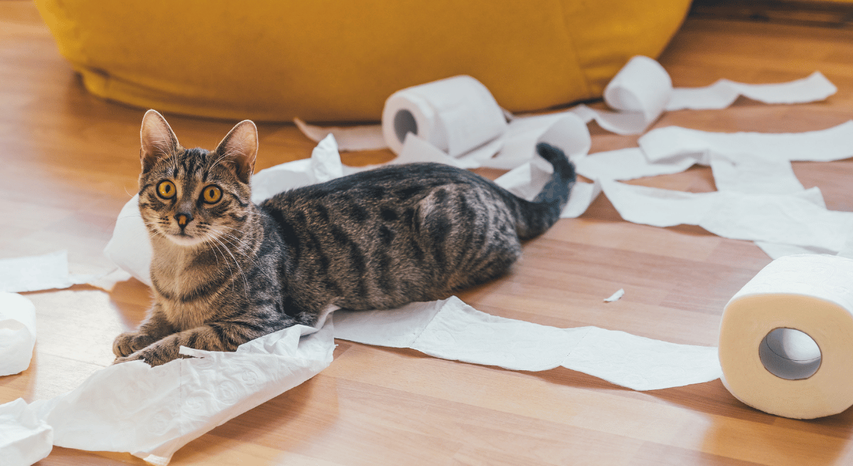 Understanding Gastrointestinal Issues in Cats | IAMS™